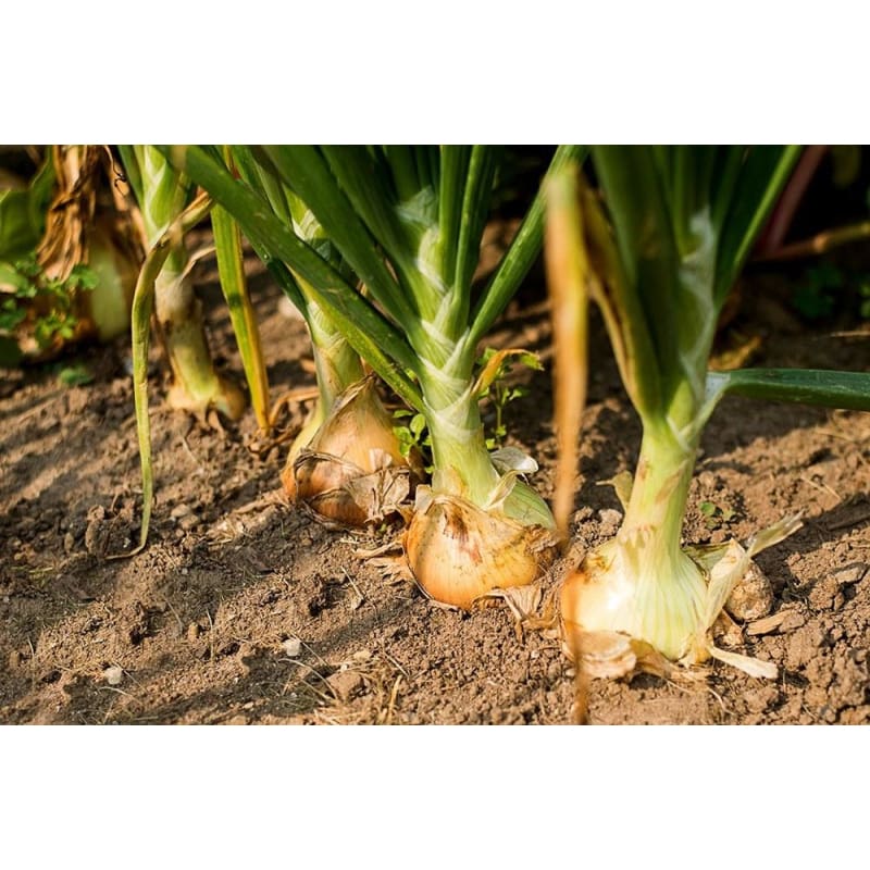 Yellow Onions Growing