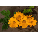 Yellow Torch Tithonia – Pinetree Garden Seeds