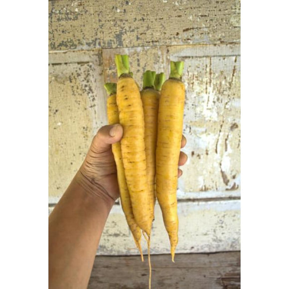 Yellowstone Carrot (Organic 75 Days ) – Pinetree Garden Seeds