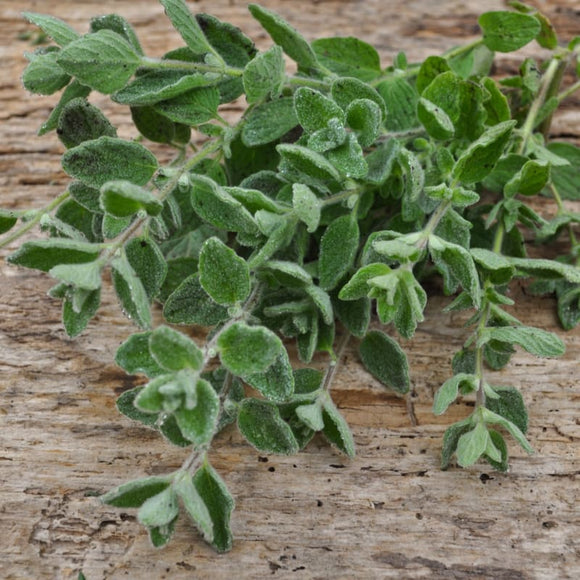 Zaatar-Origanum syriacum – Pinetree Garden Seeds