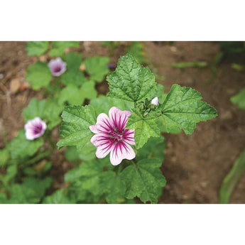 Malva – Pinetree Garden Seeds
