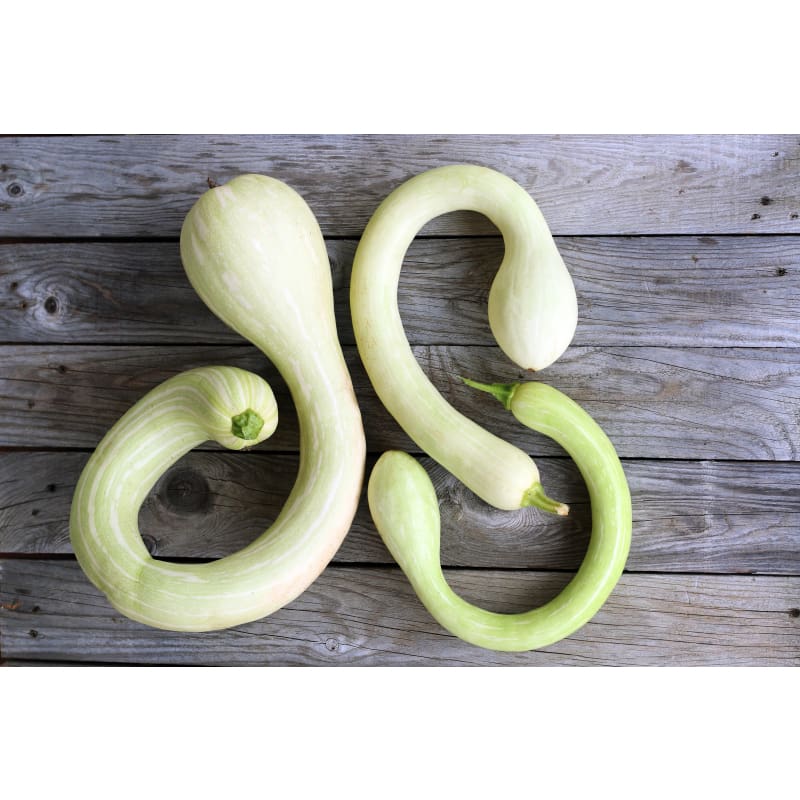Zucchetta Tromboncino Summer Squash (Heirloom, 60 Days) – Pinetree ...